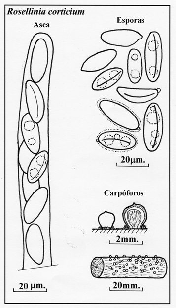 Rosellinia corticium | Aranzadi — Zientzia elkartea